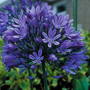 Agapanthus Blue: Vibrant Perennial for Your Garden | J Parkers