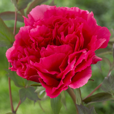 Paeonia Double Red Peony | Lush Blooms | J Parkers
