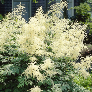 Goat's Beard Perennial Plant for Lush Gardens | J Parkers