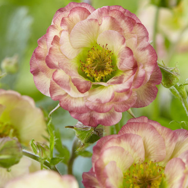 Geum 'Cosmopolitan' - Vibrant Blooms for Your Garden | J Parkers