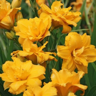 Golden-Yellow Hemerocallis 'Condilla' Daylily | J Parkers
