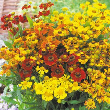 Brighten Your Garden with Helenium Loose Mix | J Parkers