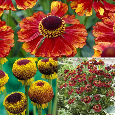 Helenium Collection: Vibrant Flowers for Your Garden | J Parkers
