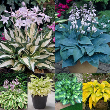 Discover Unique Hosta Varieties for Your Garden | J Parkers