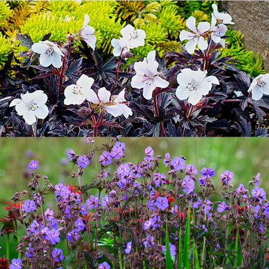 Elevate Your Garden with Geranium Dark Leaf Collection | J Parkers
