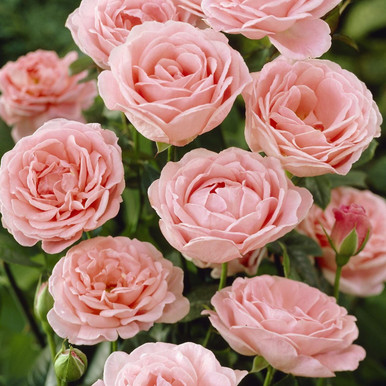 Rose Dearest - J Parker Dutch Bulbs (Ireland) - Production