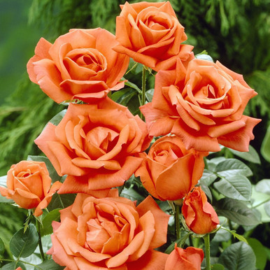 Rose Joro - J Parker Dutch Bulbs (Ireland) - Production