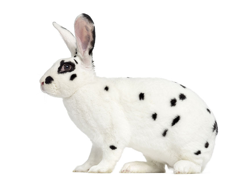 Whole Rabbit - 2 Lbs - Raw Dog Food For Sale