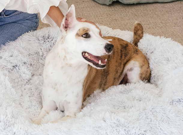 Invincibles Durable Plush Dog Toys