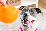 Outward Hound Home - Shop dog toys, chew toys, dog gear - outwardhound.com