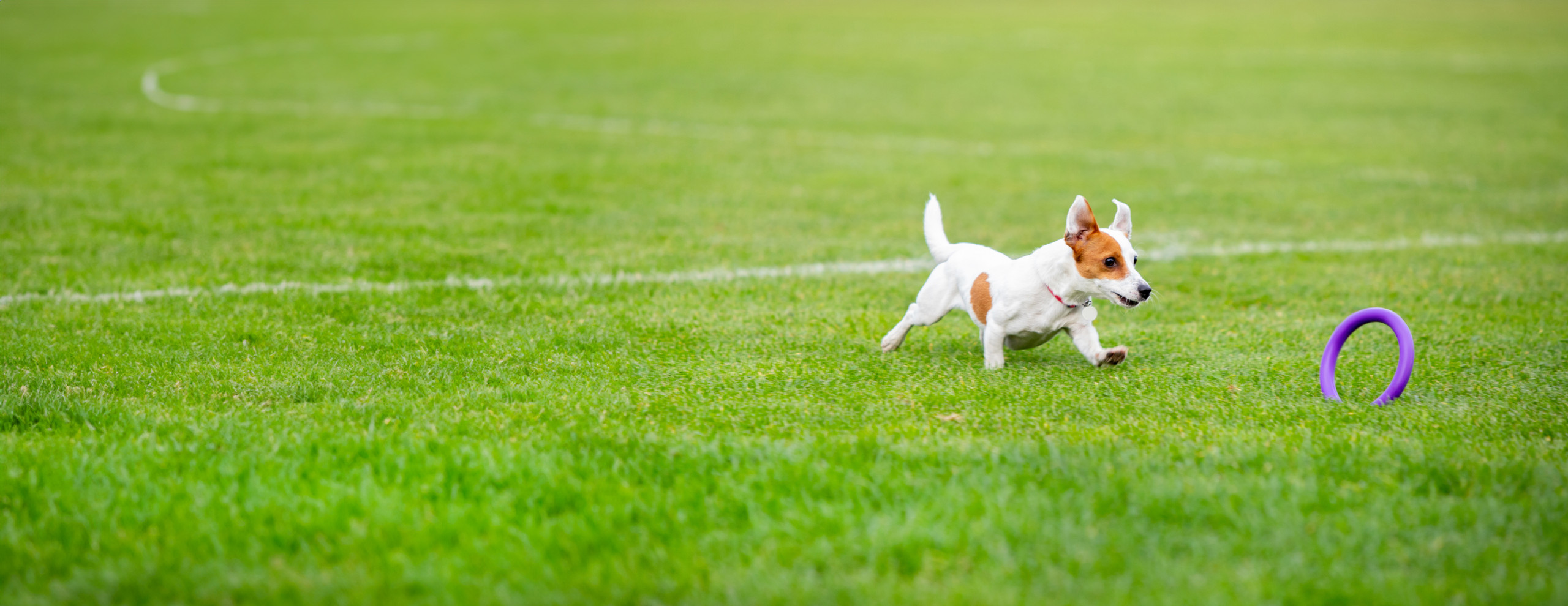 Outward Hound Invincibles Nubby Snake Dog Toy, XL