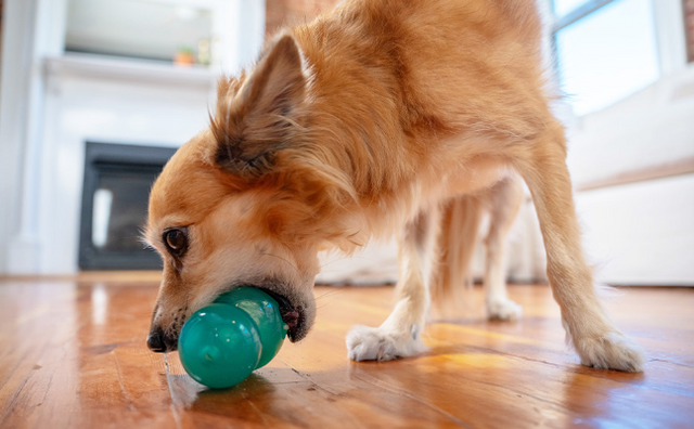 Nina Ottosson Dog Twister Interactive Treat Puzzle Dog Toy