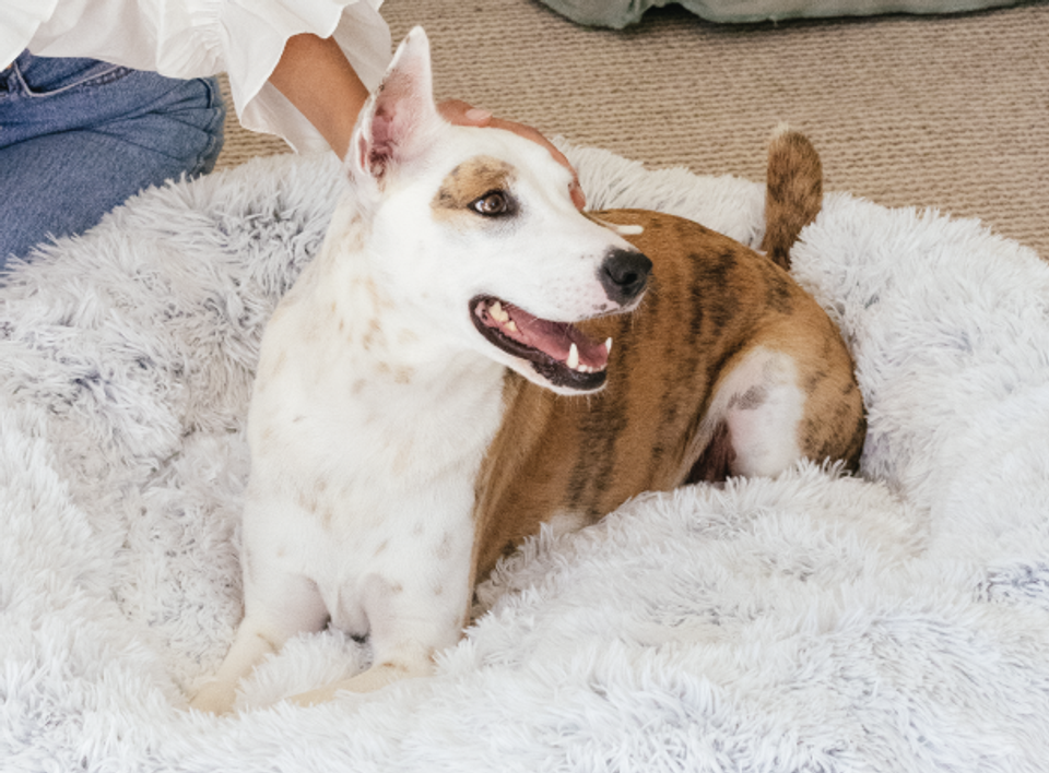 Invincibles Durable Plush Dog Toys