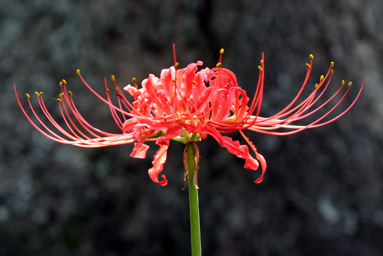 Electric Blue Spider Lily (Lycoris sprengeri)