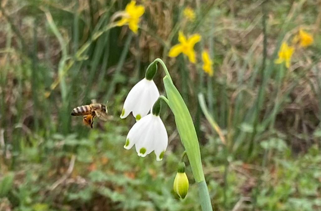 Leucojum aestivum "Snowflakes" - Southern Perennial Heirloom Bulbs