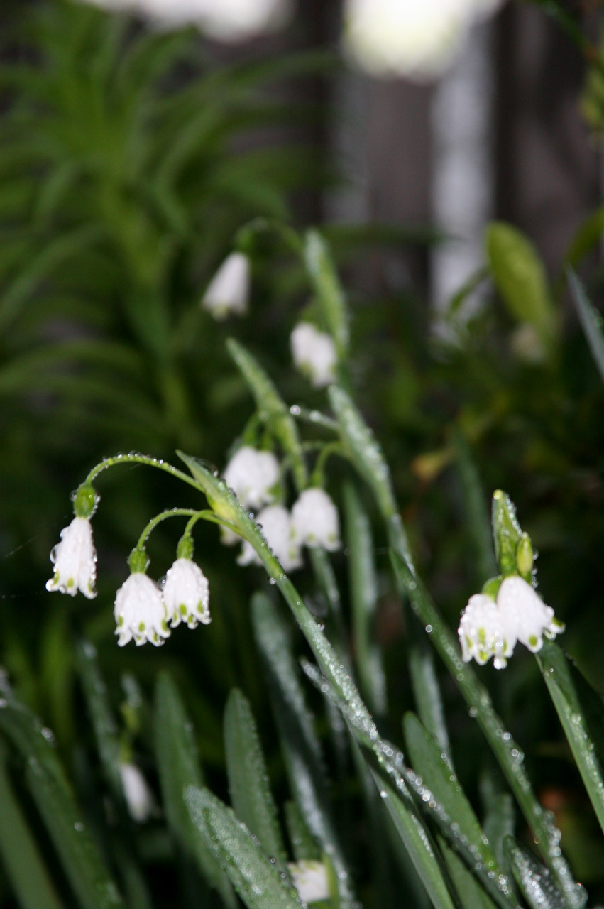 Leucojum aestivum "Snowflakes" - Southern Perennial Heirloom Bulbs