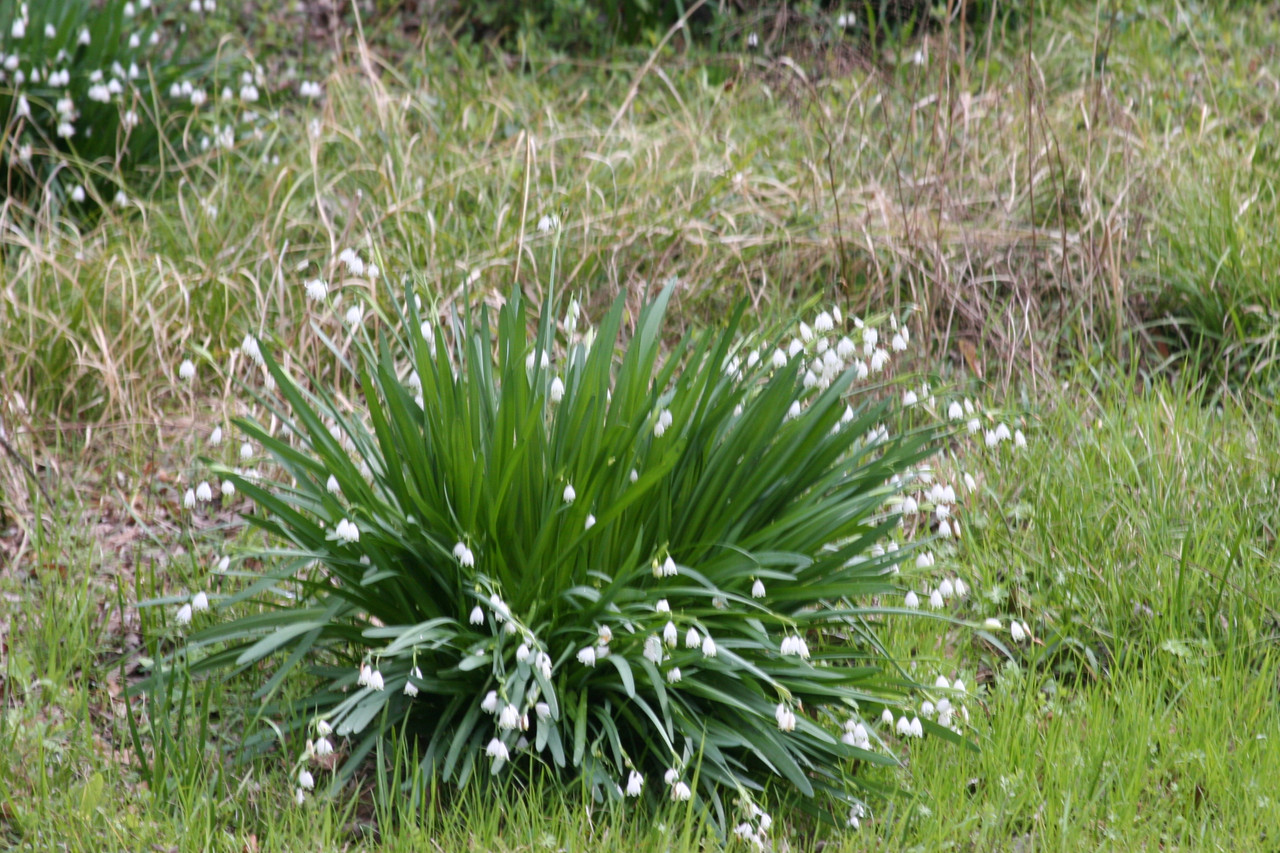 Leucojum aestivum "Snowflakes" - Southern Perennial Heirloom Bulbs