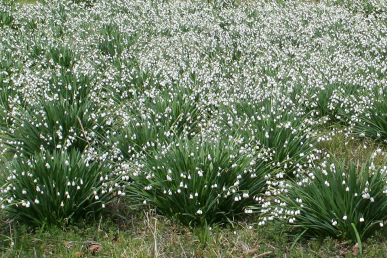 Leucojum aestivum "Snowflakes" - Southern Perennial Heirloom Bulbs