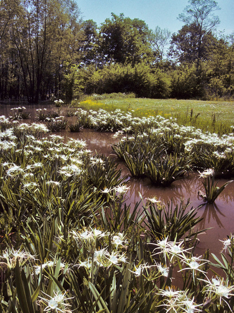 Texas Spider Lily, White Spider Lily, or Marsh Lily