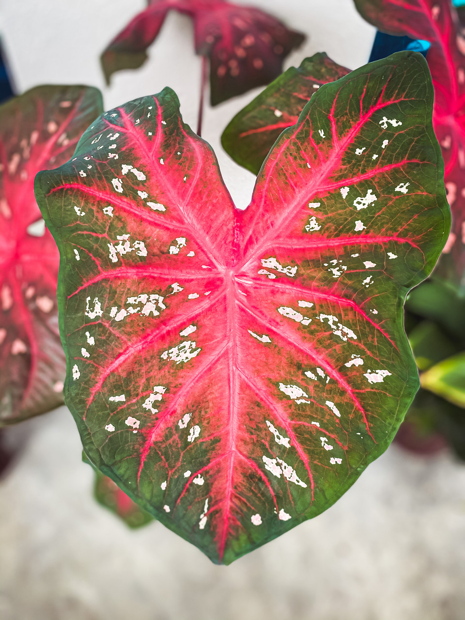 Caladium 'Red Flash' - Southern Perennial Bulbs