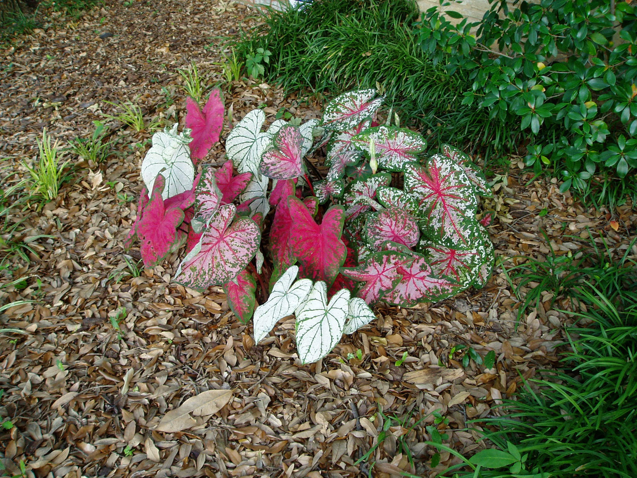 Caladium 'Red Flash' - Southern Perennial Bulbs