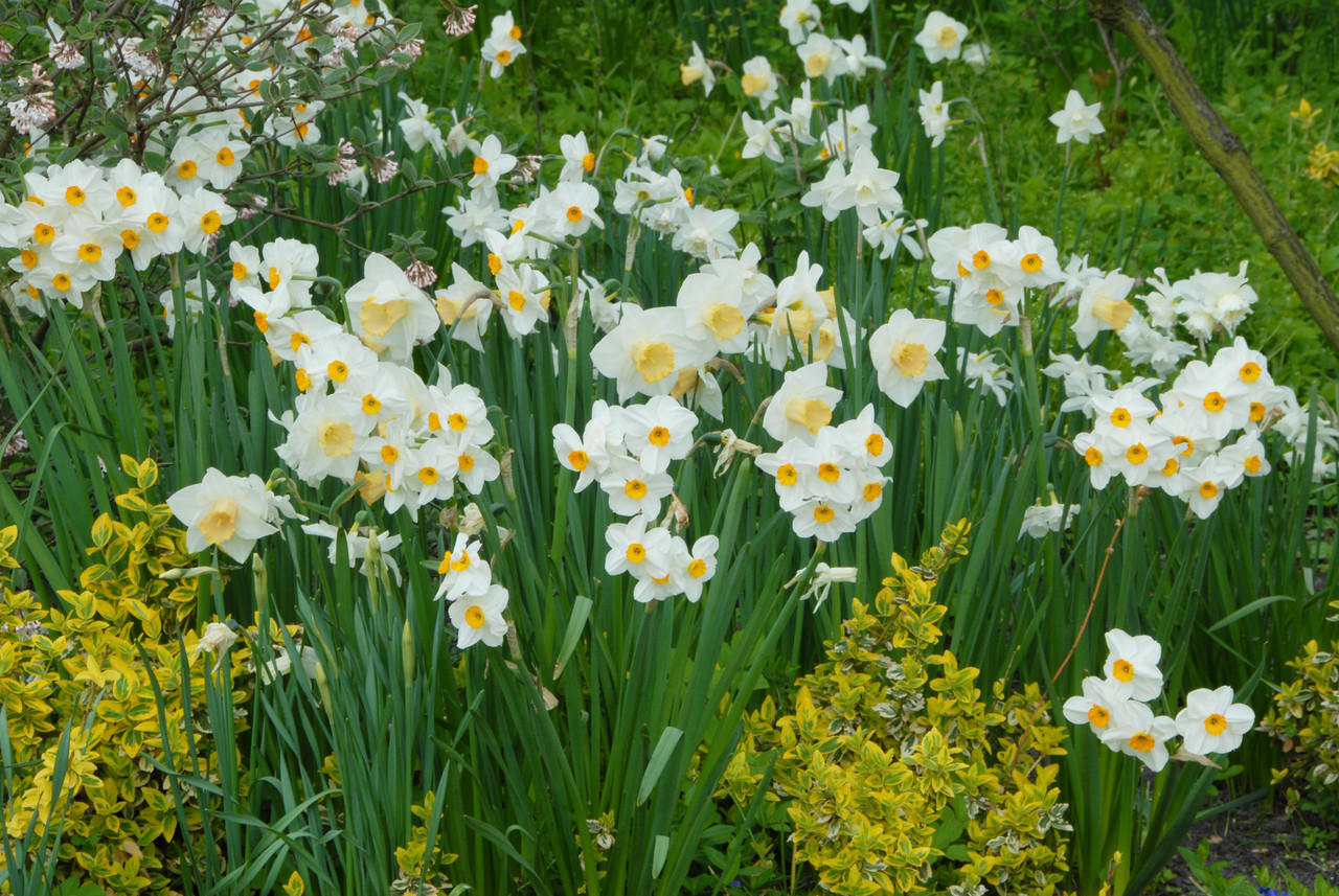 Daffodil 'Salome' - Southern Flower Bulb