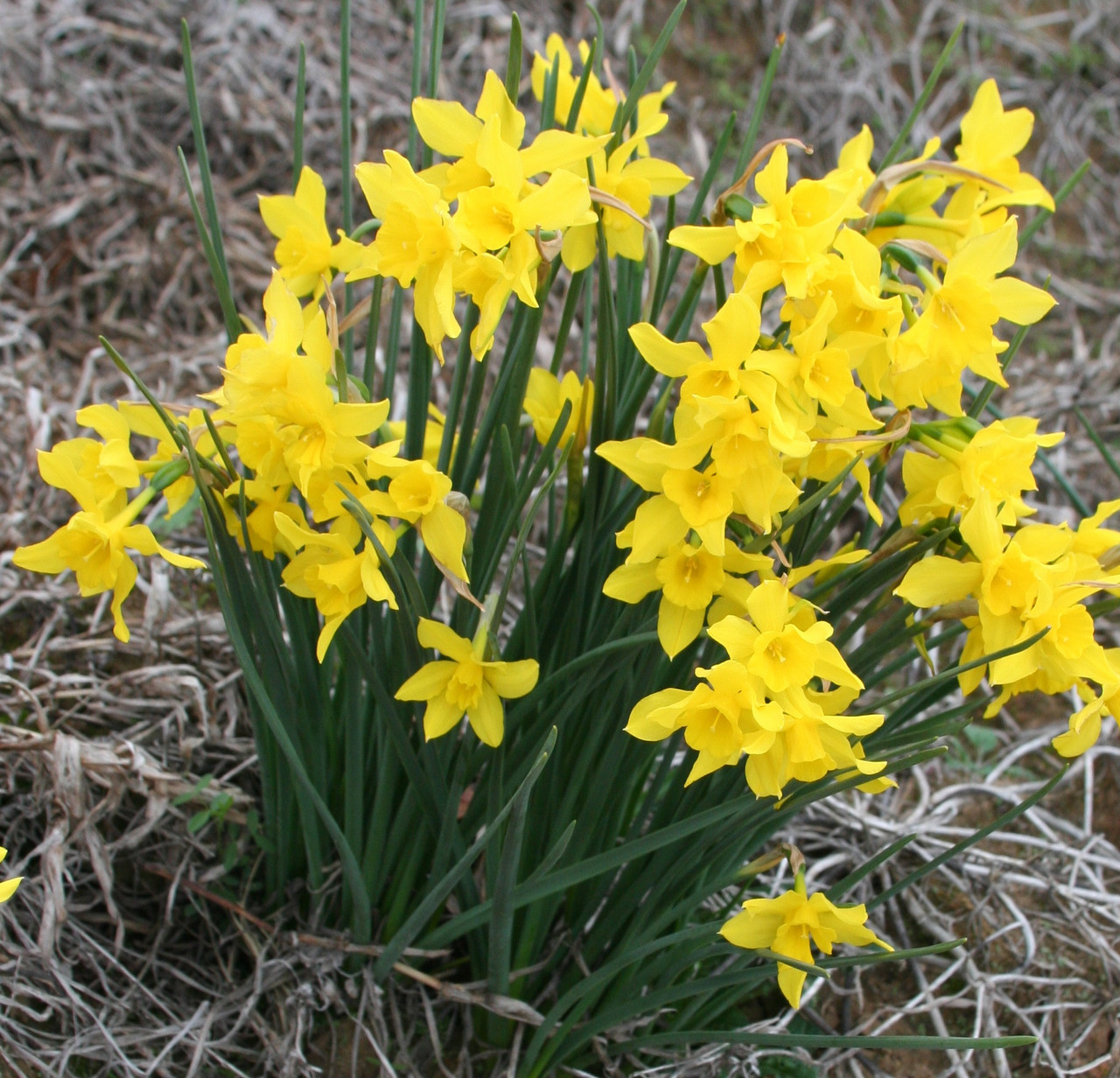 Daffodil Sampler - One of Everything!!! - The Southern Bulb Co.