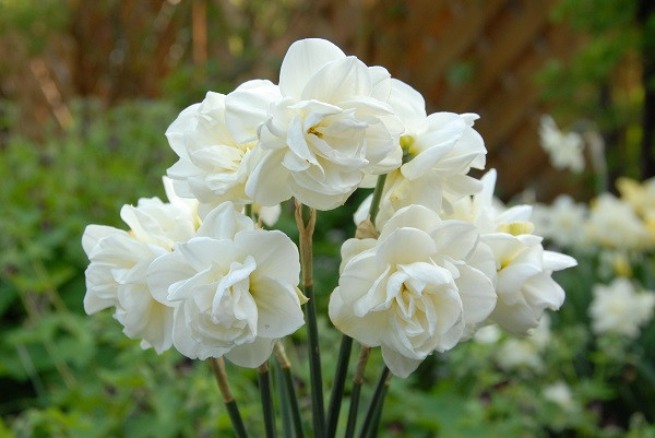 Narcissus 'Rose of May' - Southern Daffodil Bulb