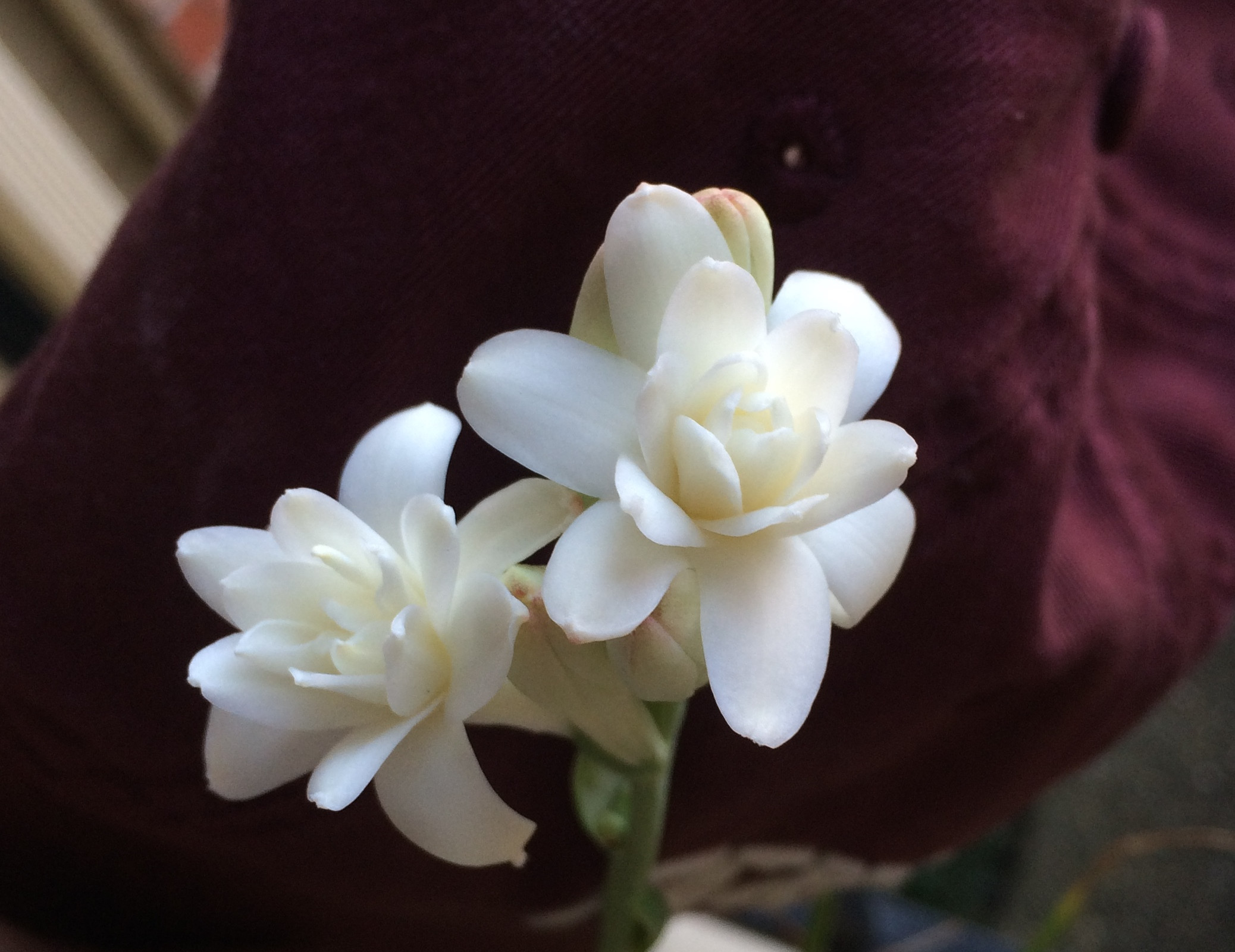 Polianthes tuberosa 'Tuberose' Single Bloom - Southern Perennial Plants