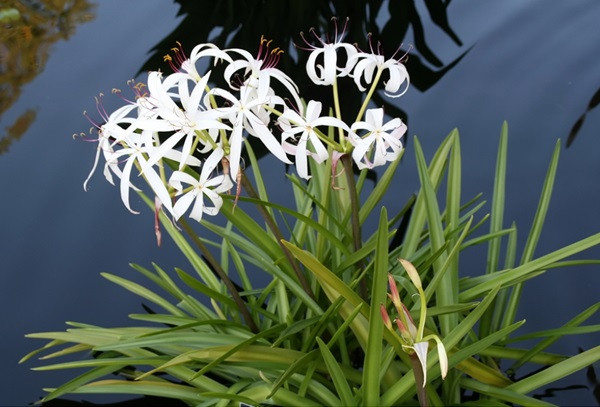 Crinum Lilies - Page 1 - The Southern Bulb Co.