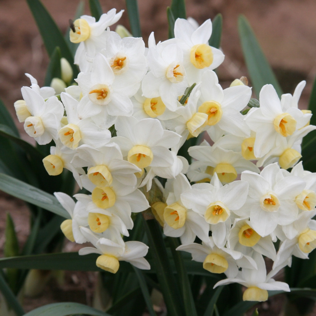 Types of Flower Bulbs - The Southern Bulb Co.