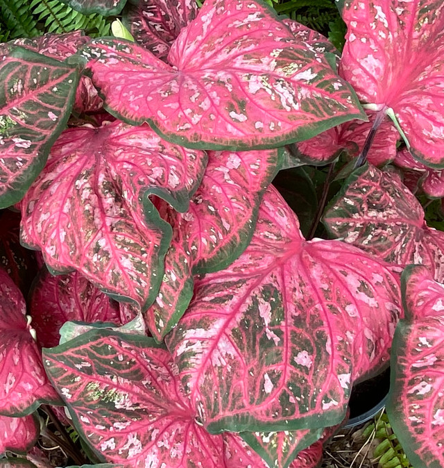 Caladium 'Red Flash' - Southern Perennial Bulbs