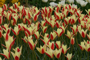Tulipa clusiana 'Tinka' - Southern Bulb Company