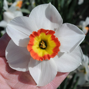 Narcissus 'Colin's Joy' - Southern Daffodil Bulb