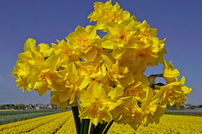 Narcissus 'Golden Delcious' - Southern Daffodil Bulb