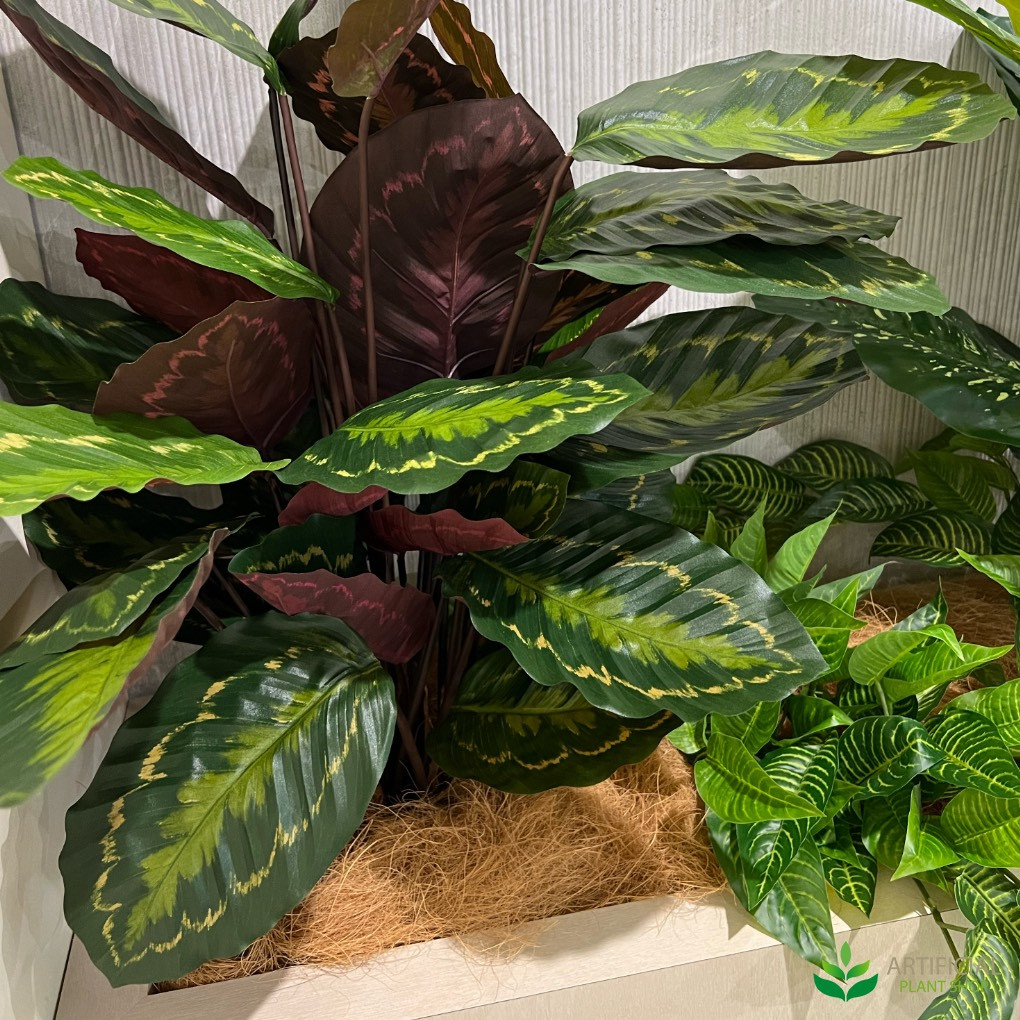 Calathea fasciata green/red 65cm - Artificialplantshop.com.au