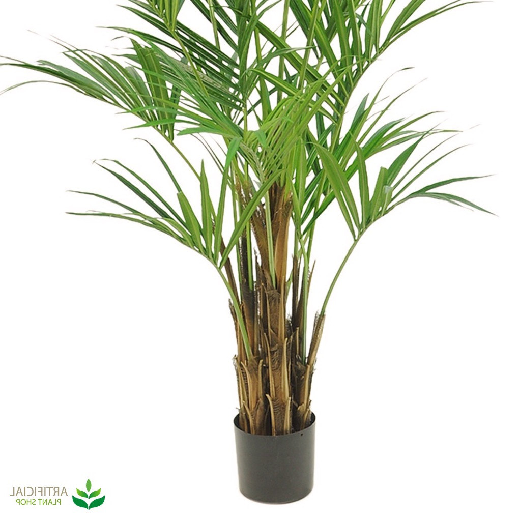 Kentia Palm 2.1m