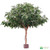 Giant Ficus Umbrella Tree 3.5m