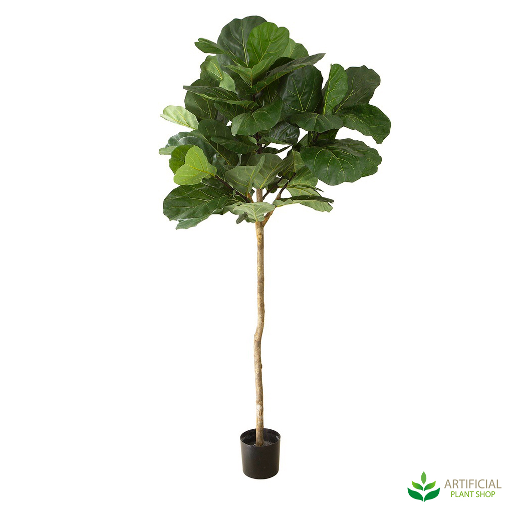 Fiddle Leaf Tree 2.1m