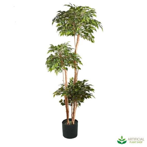 Triple Ball Ficus Tree 1.8m