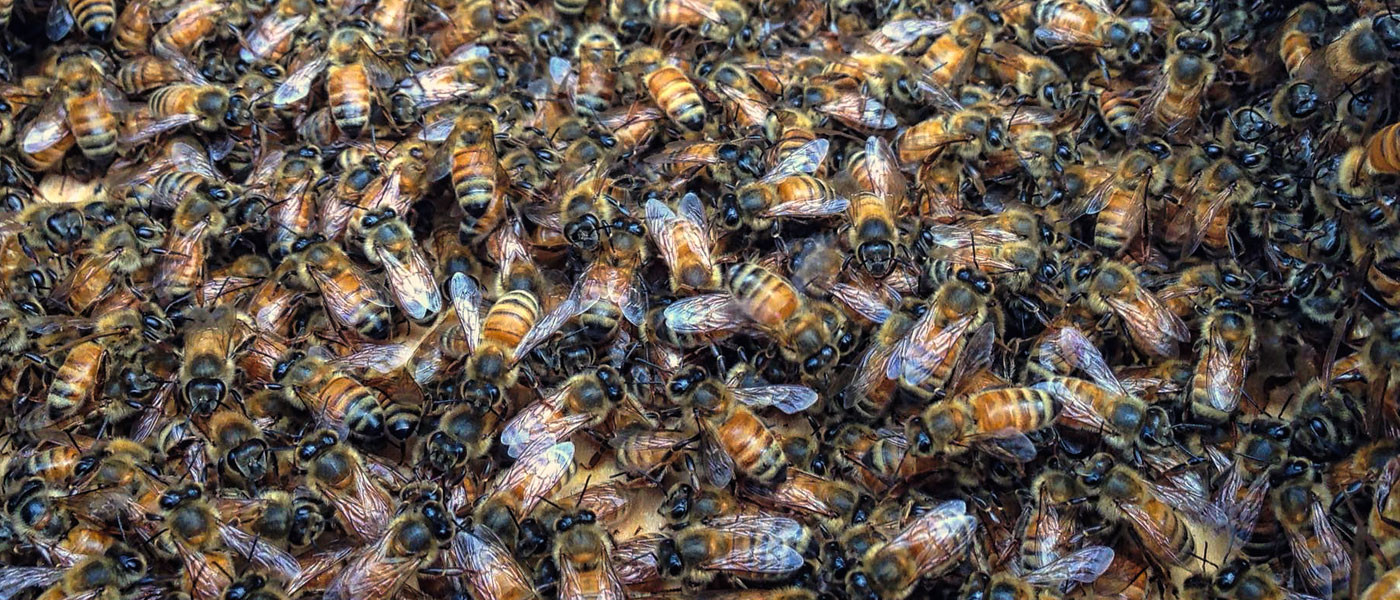 Best Raw Hawaiian, WV and Tupelo Honey, Beekeeping Products from Sugar ...