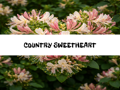 Country Sweetheart - CakeAndBarrel