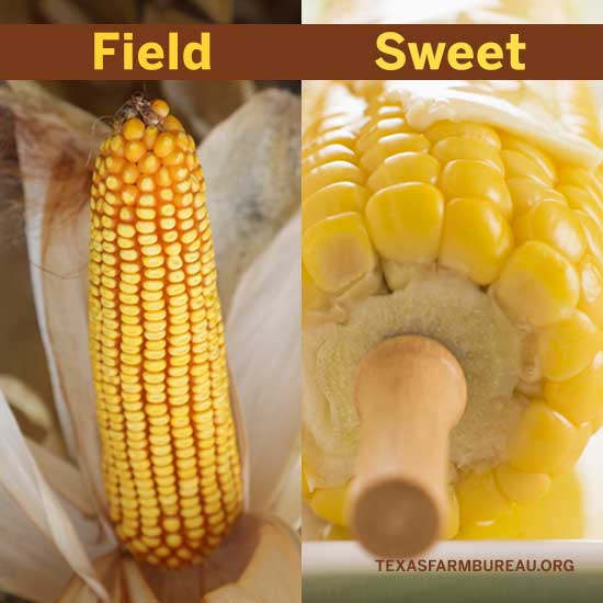 Sweet Corn Field Corn Farmer Bobs Parts Farmer Bobs Parts And Supplies Llc