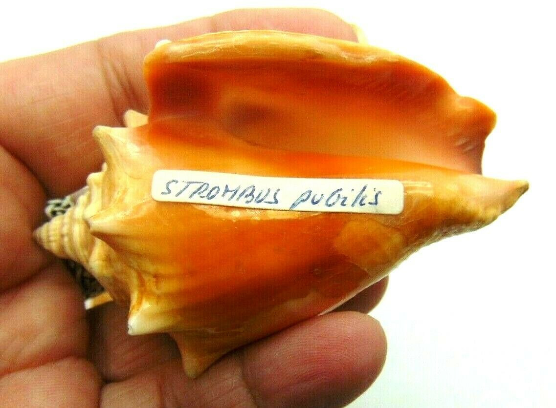 2 SEASHELLS STROMBUS PUGILIS SHELLS 85mm 72mm Pretty Set Old DazzleCity