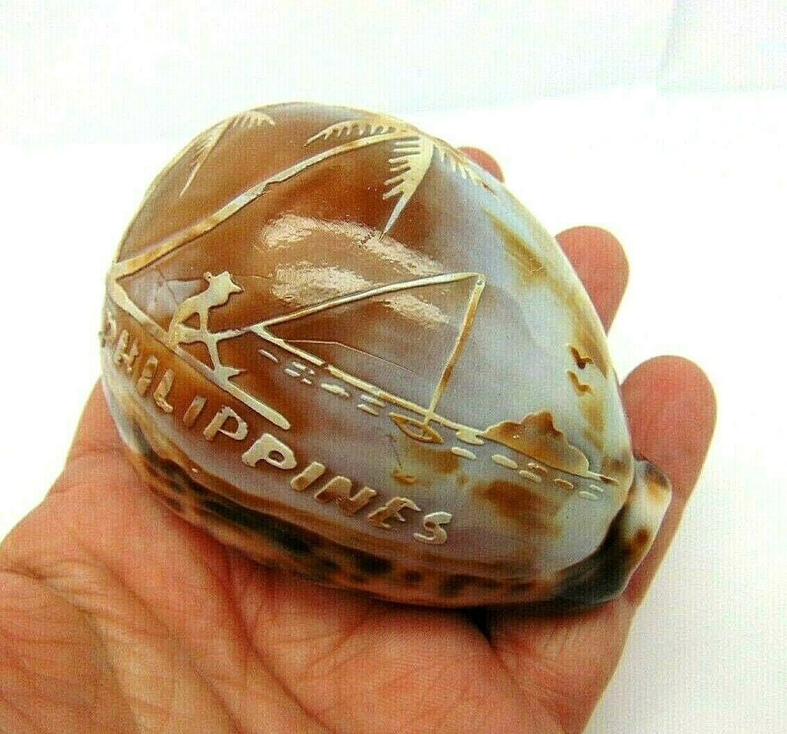 Carved Tiger Caurie Shell Conch Philippines Palm Tree DazzleCity