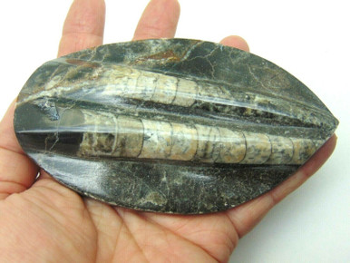 Orthoceras Fossil Ammonite Cephalopod 500 Million Yrs Old Matrix ...