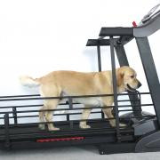 DOG RAIL SET FOR ST37A.3 AND ST35D.3 STARTRACK TREADMILLS
