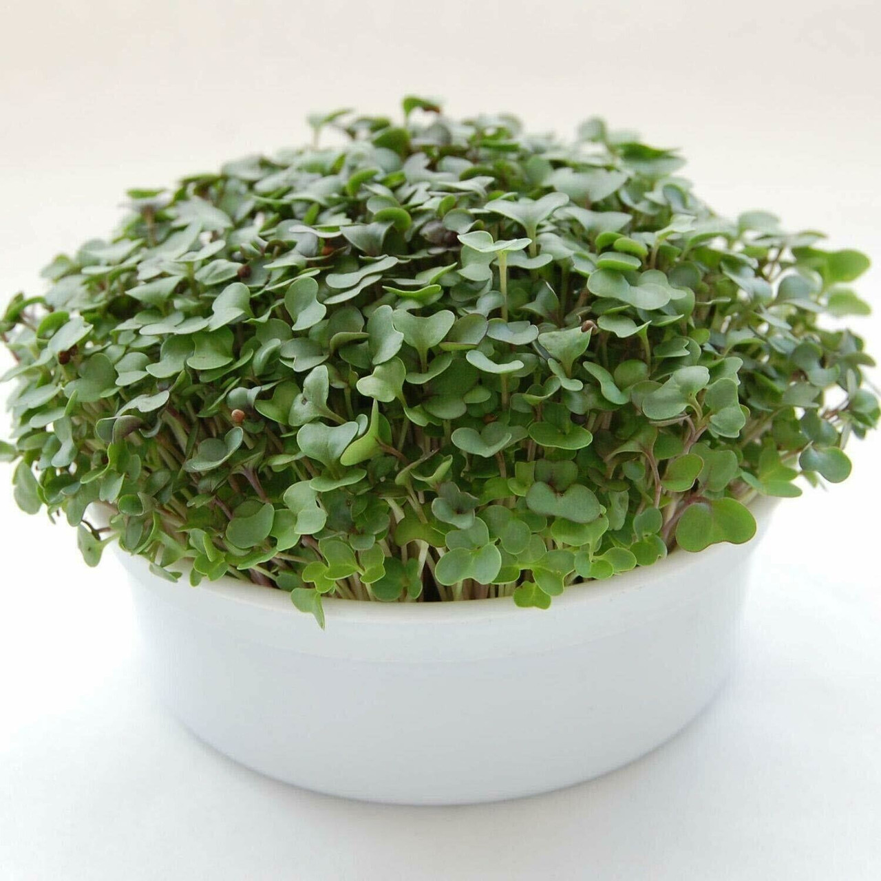 Salad Mix Microgreens Growing Kit - CreatorHydro