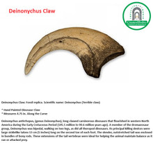 Deinonychus Claw | Size - 4.75 in | Dinosaur Claw - CreatorHydro