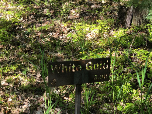 Trail Map Box - Wayfinding Box for Mountain Bike Trailheads